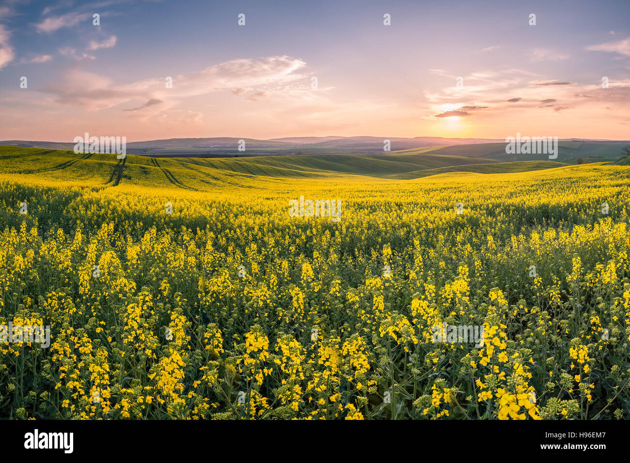 Spring landscape with agricultural fields, farming background Stock ...