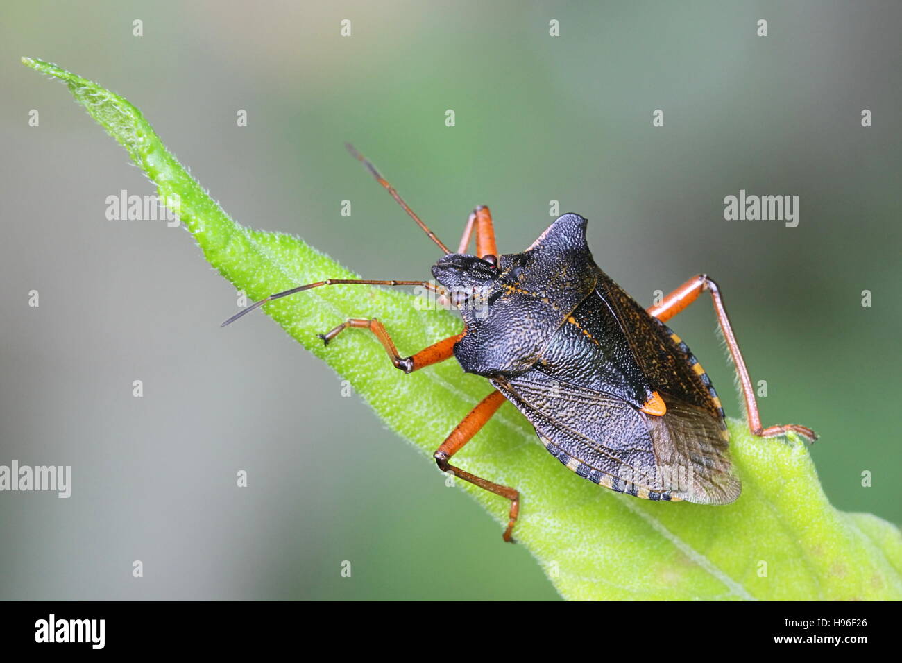 Red-legged Shieldbug, known also as Forest Bug, Pentatoma rufipes Stock ...