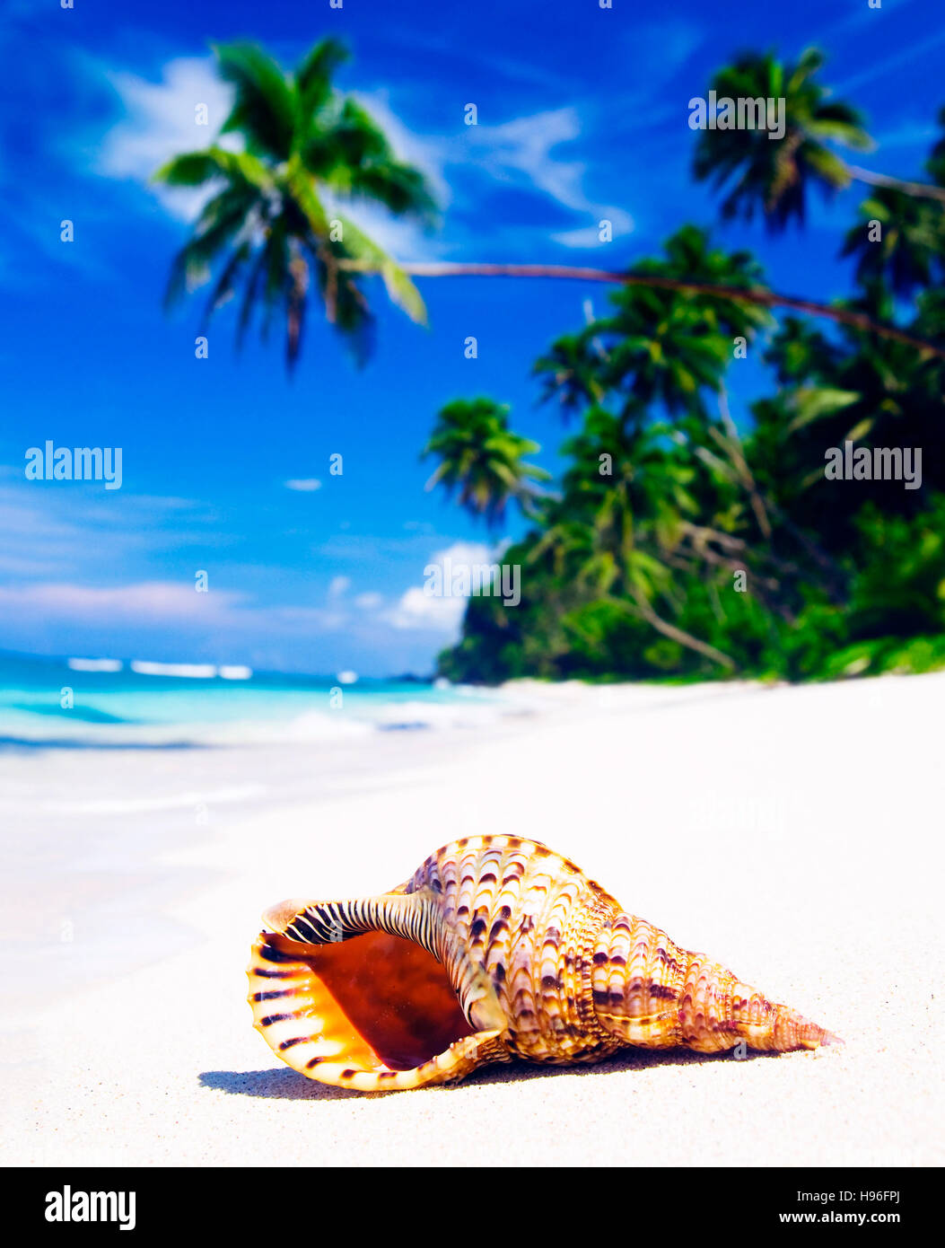 Shell on Tropical Beach Tranquil Scene Concept Stock Photo - Alamy
