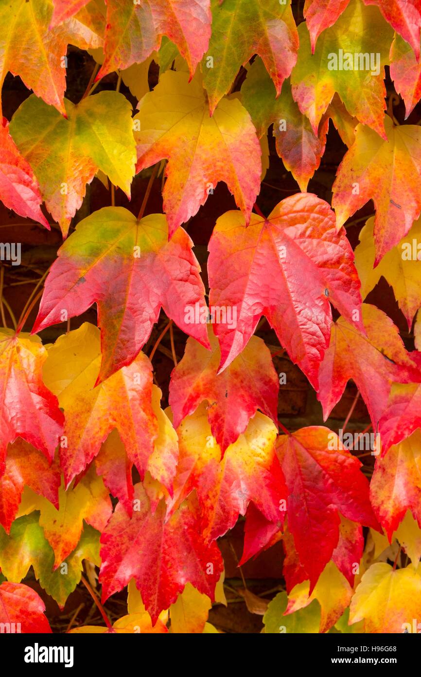 Boston Ivy Stock Photos & Boston Ivy Stock Images - Alamy