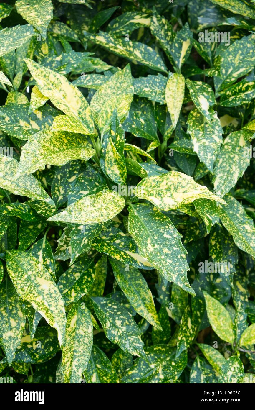 Aucuba japonica Golden King. Japanese Laurel Stock Photo - Alamy
