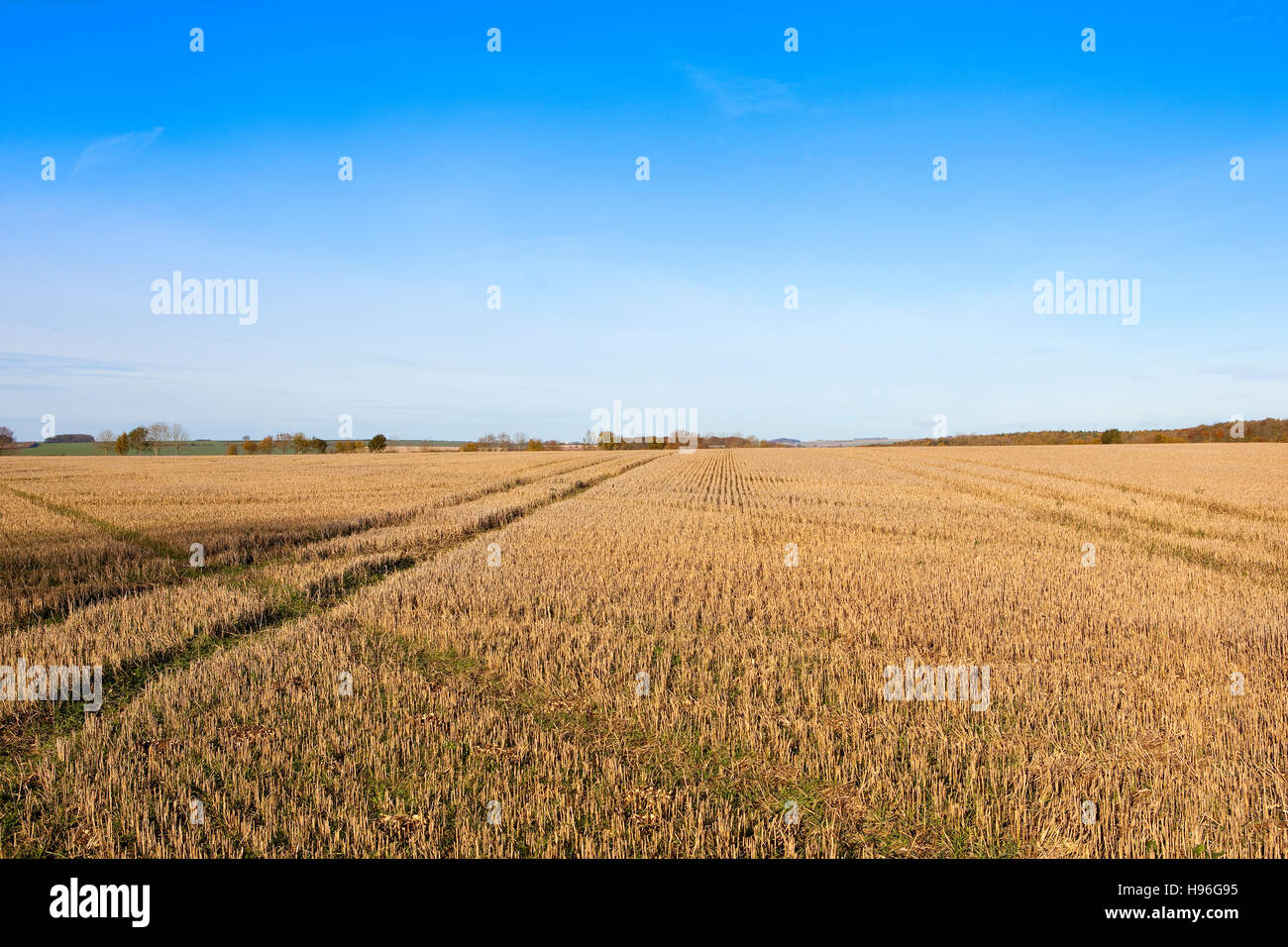Textures and patterns of an autumn stubble field on the Yorkshire wolds ...