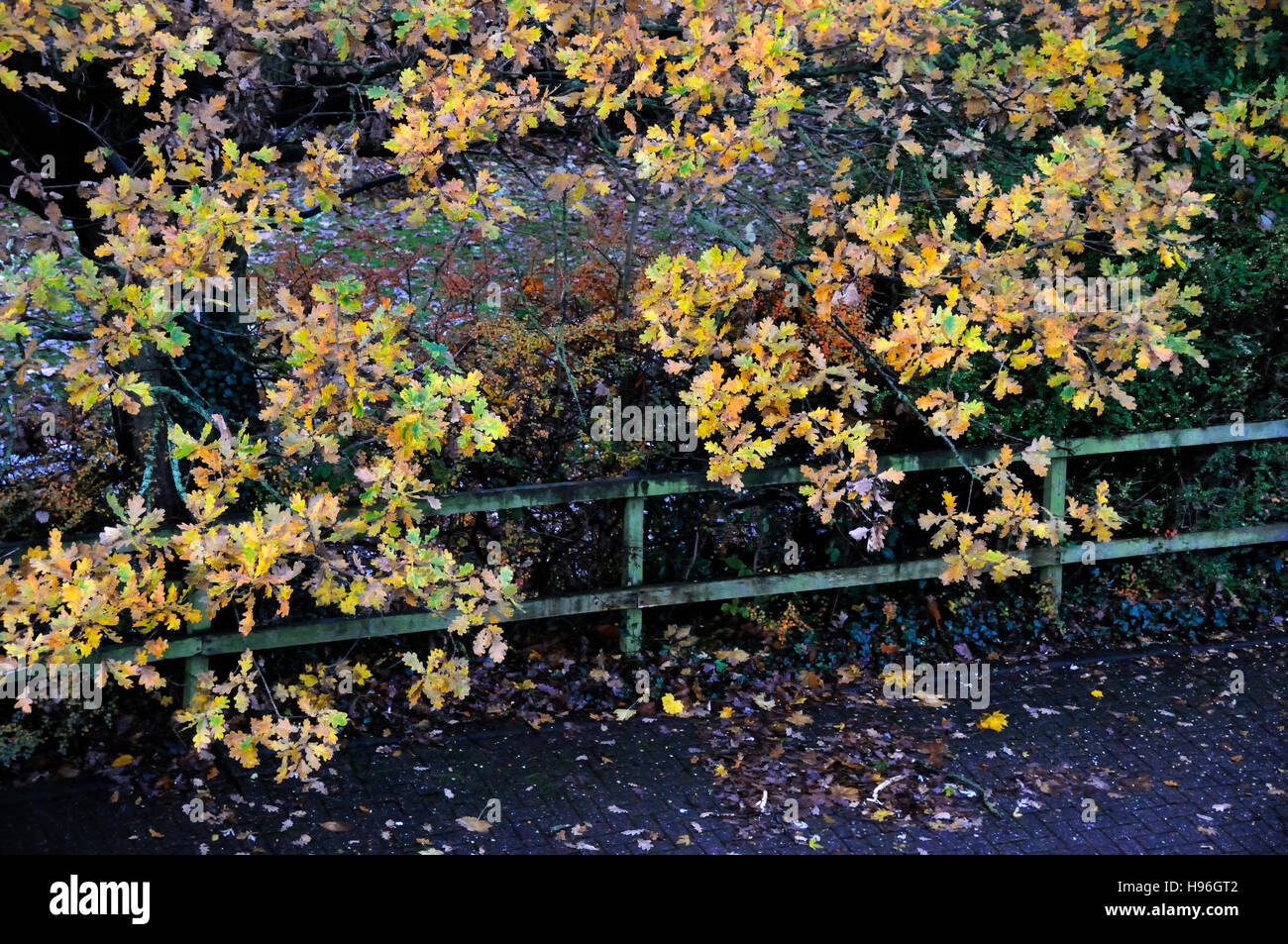 Golden leaves fall hi-res stock photography and images - Alamy
