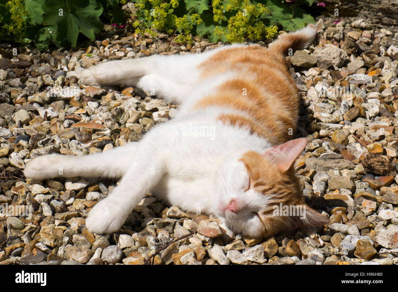 Sweet ginger and white cat lying in a garden the sun Stock Photo - Alamy