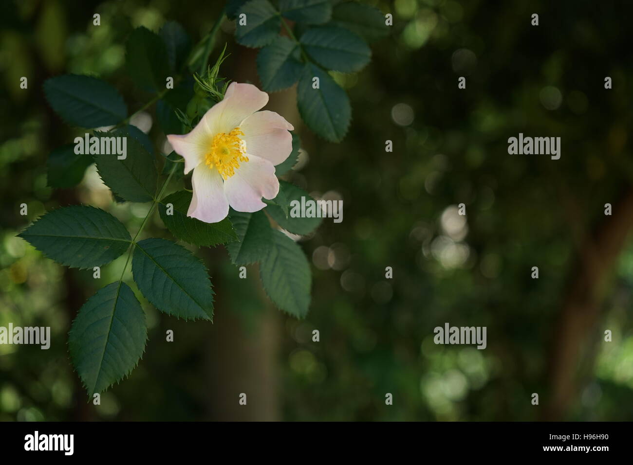 Flower blooming in spring Stock Photo - Alamy