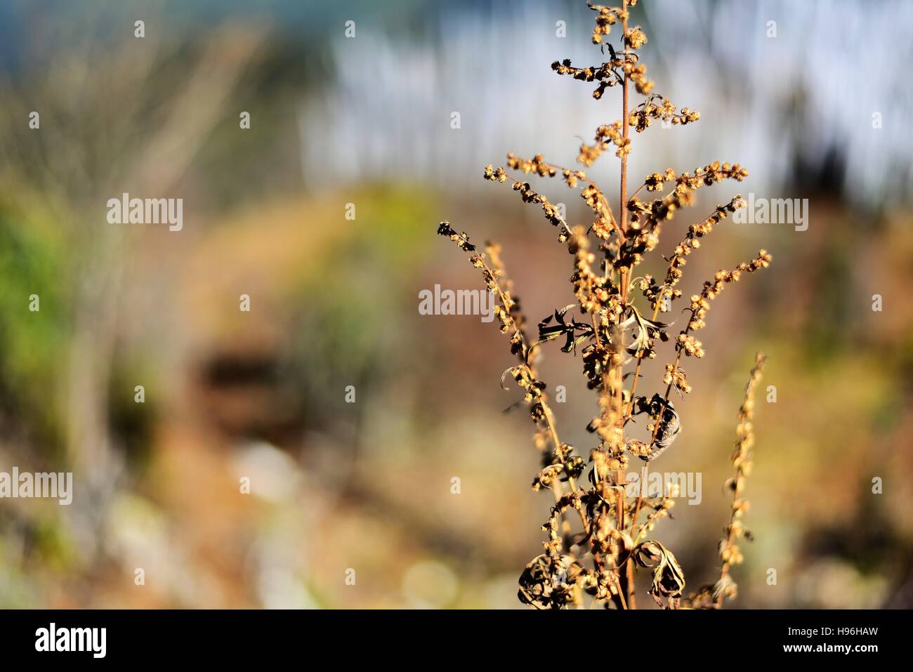 The last surviving green before a severe winter Stock Photo - Alamy