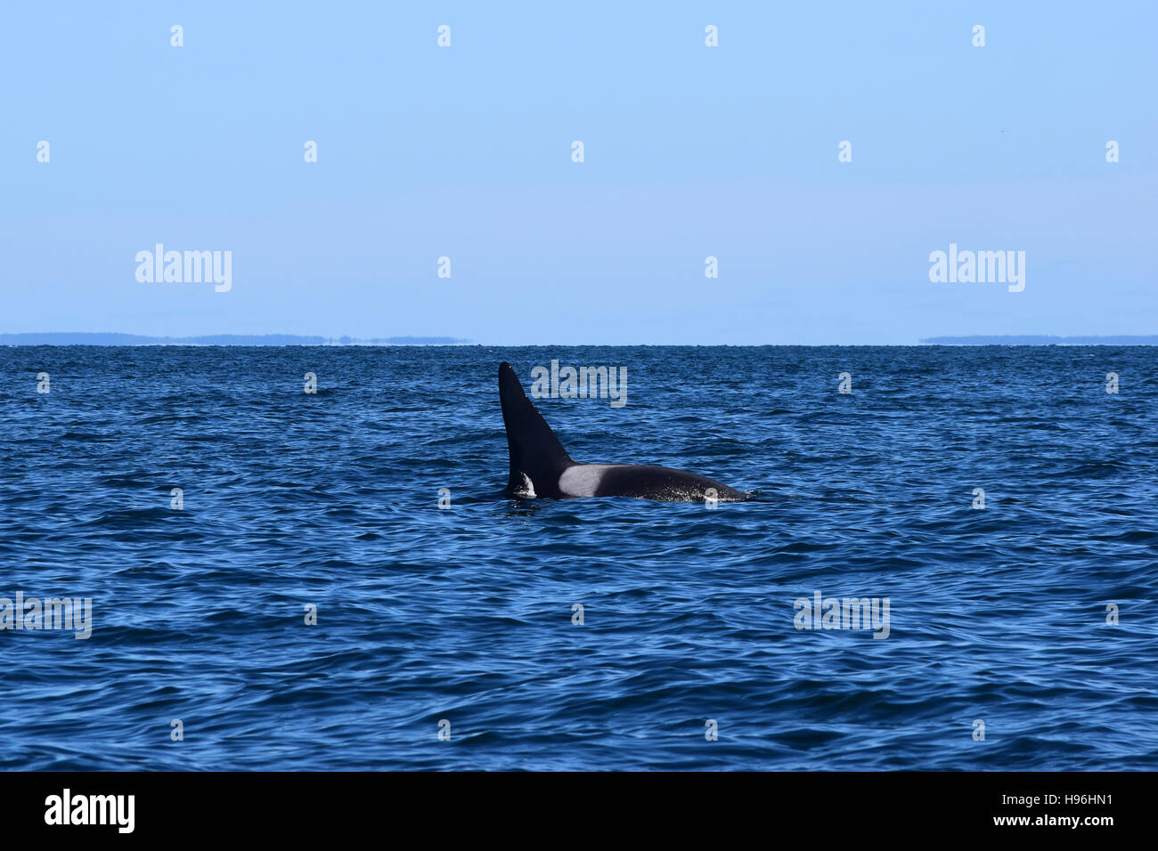 The orca Old Thom is spotted diving in the Bay of Fundy Stock Photo - Alamy