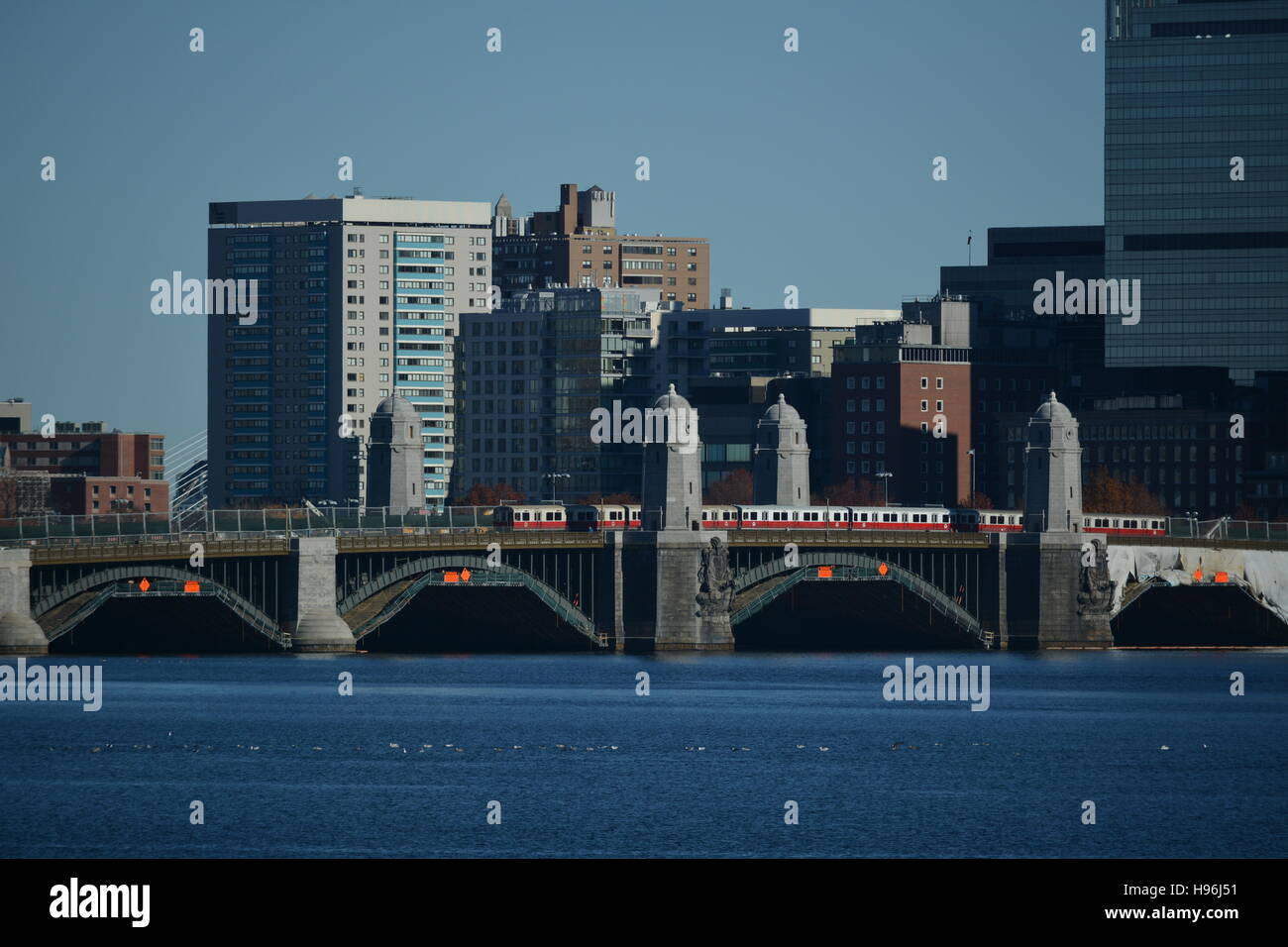 Bos icon hi-res stock photography and images - Alamy