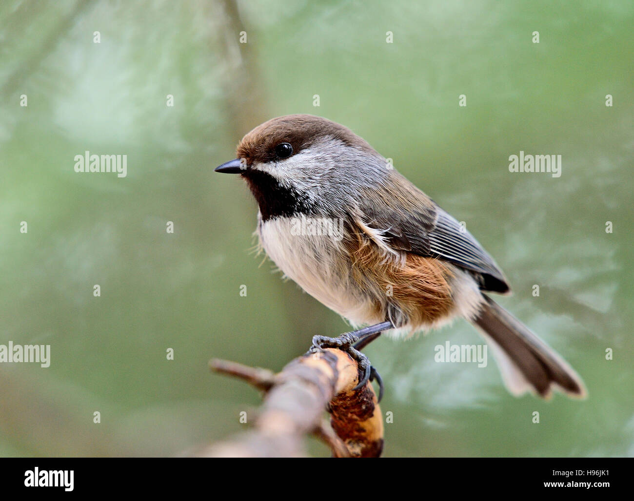 Chickadee up close hi-res stock photography and images - Alamy