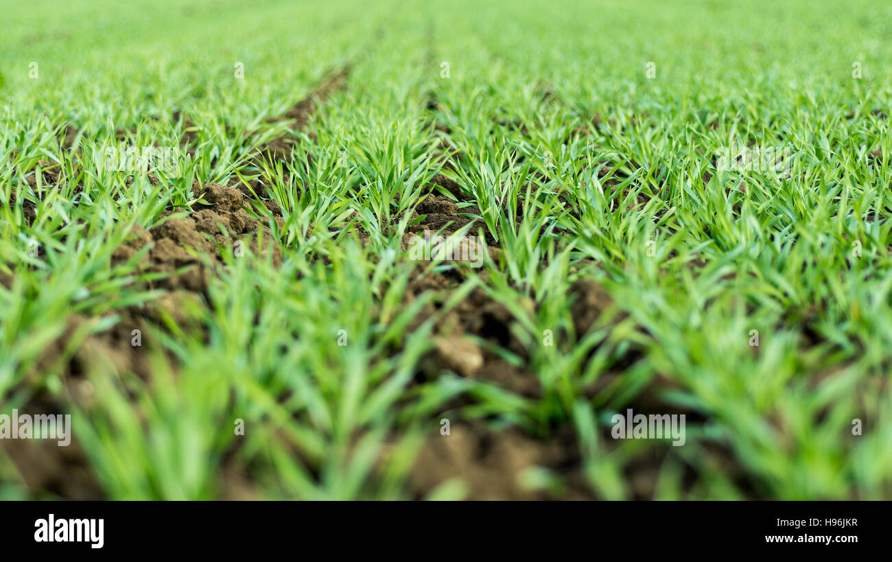 Young Wheat Growing in the Field Neat Rows Stock Photo - Alamy