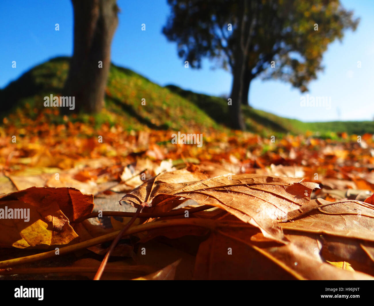 autumn leaves - bright photo of autumn fall landscape Stock Photo - Alamy