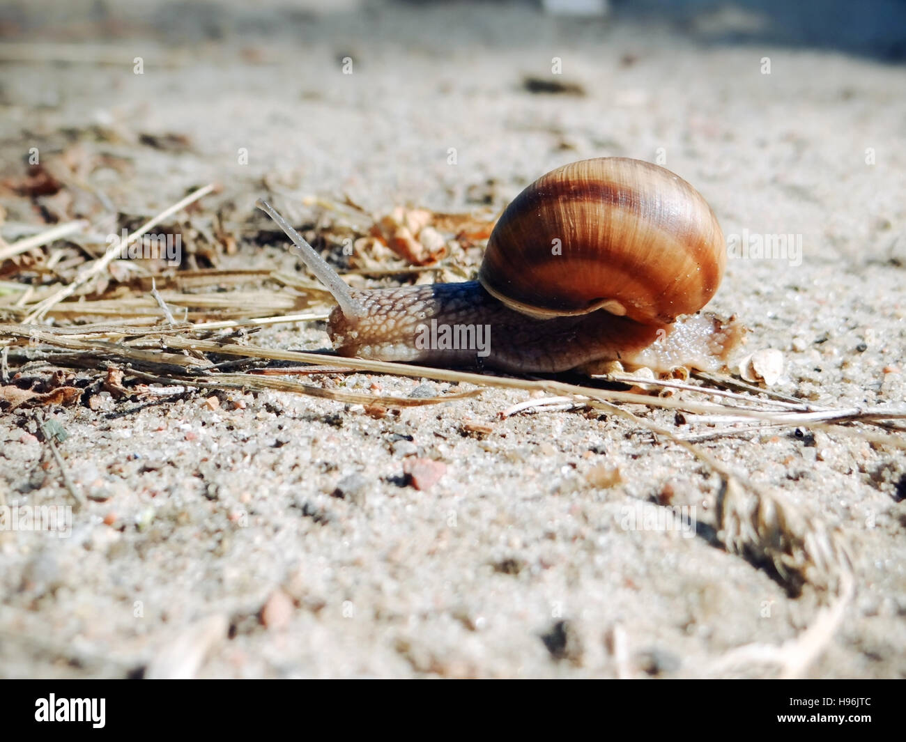 Slug crawling on wet sand hi-res stock photography and images - Alamy