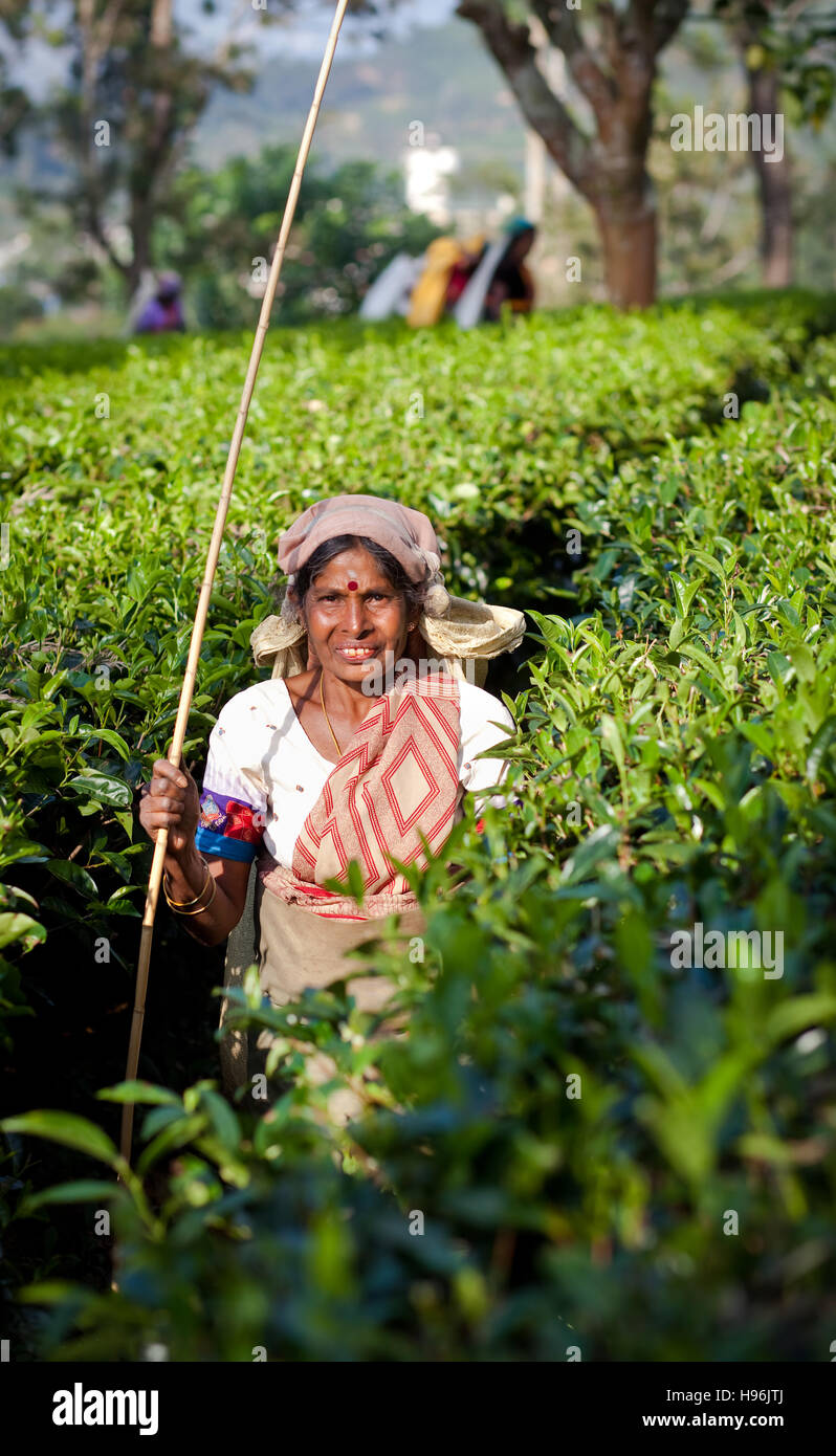 Female tea picker in tea plantation in Maskeliya, January 4, 2015 ...