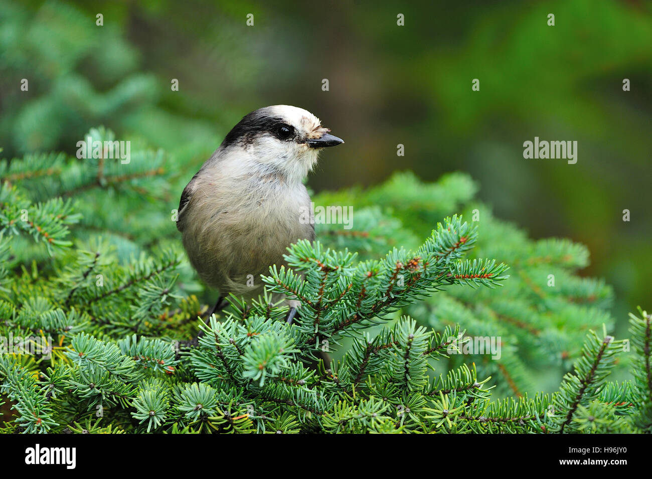 A Gray Jay (Perisoreus canadensis) perched on a branch of a fir tree in ...