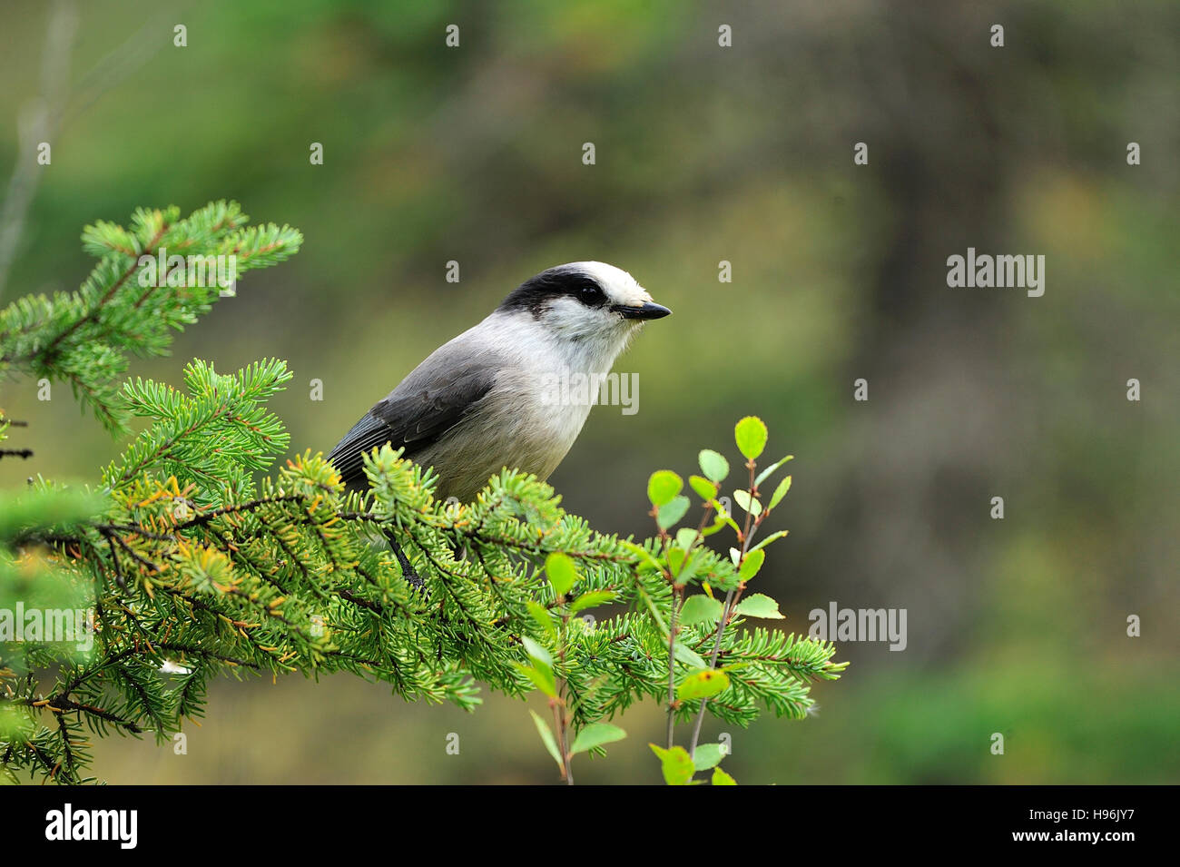 A Gray Jay (Perisoreus canadensis) perched on a branch of a fir tree in ...