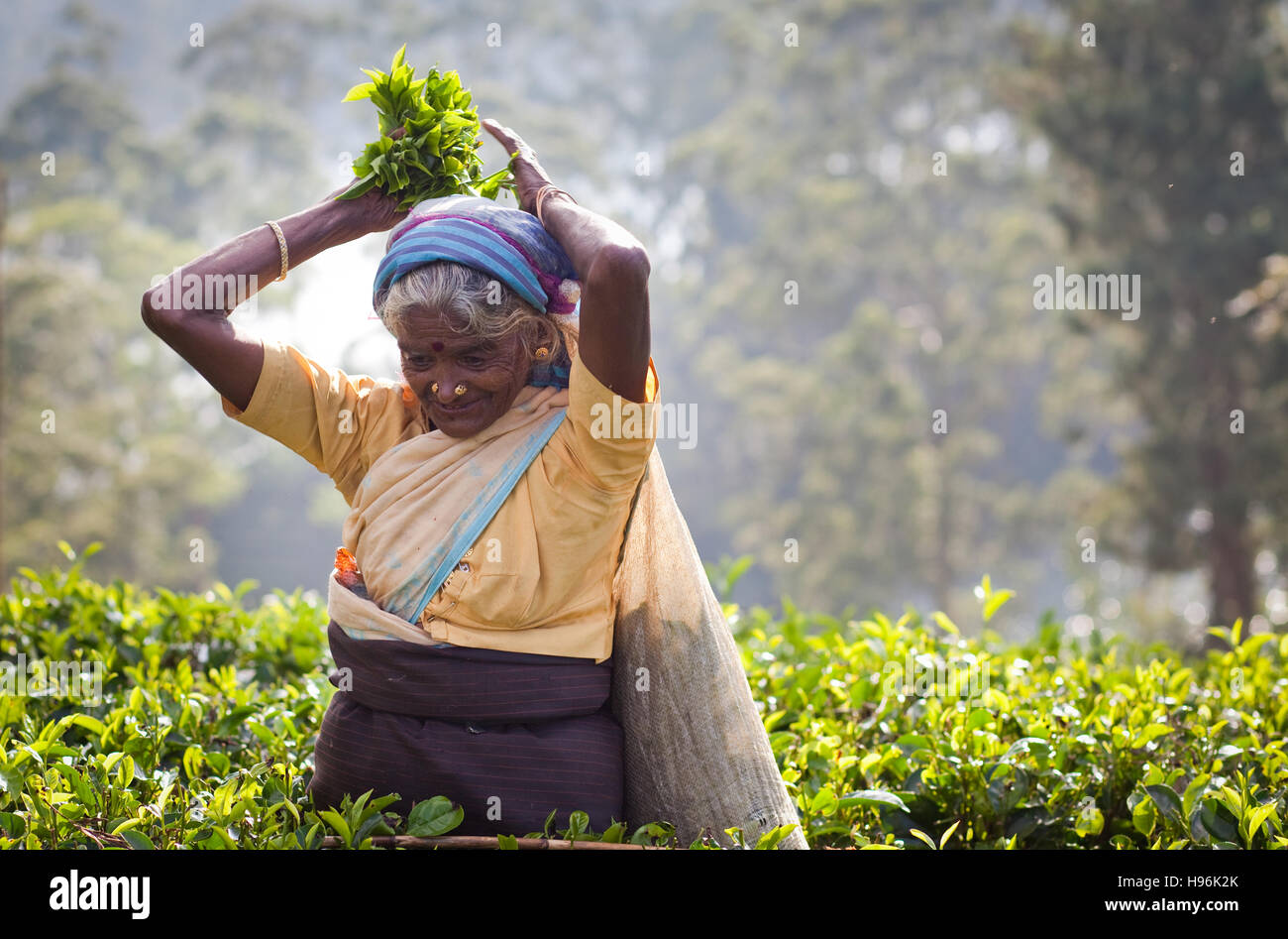 Female tea picker in tea plantation in Maskeliya, January 4, 2015 ...