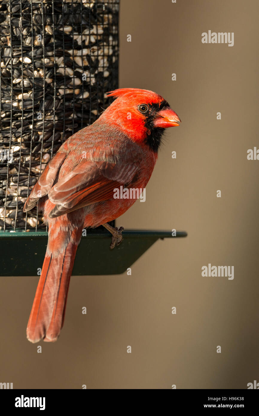 Male Northern Cardinal perched on a seed feeder Stock Photo - Alamy