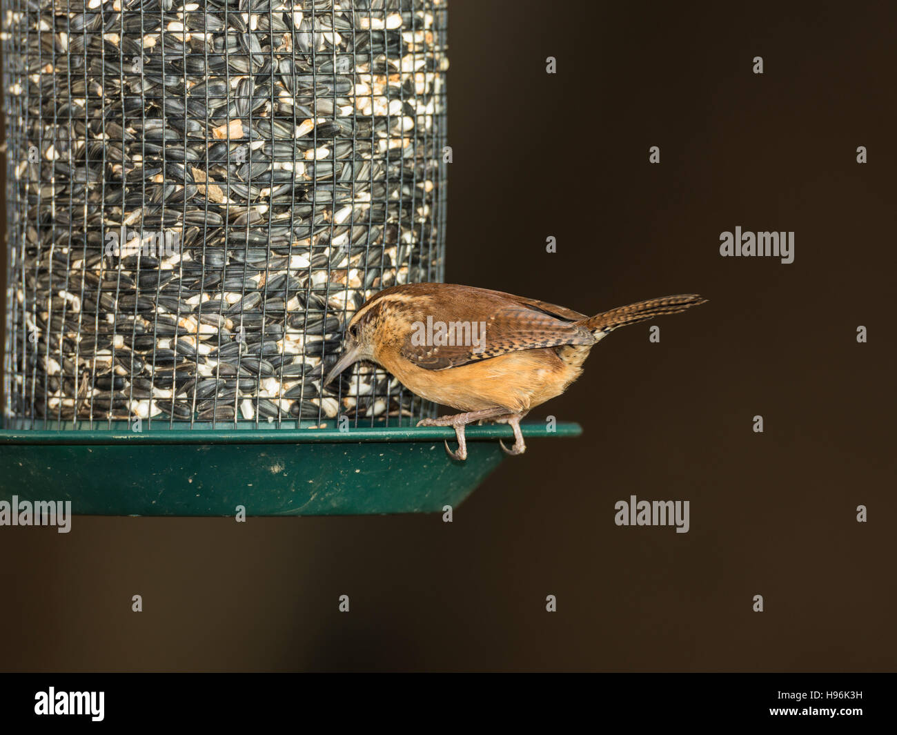 Carolina wren at bird feeder hi-res stock photography and images - Alamy