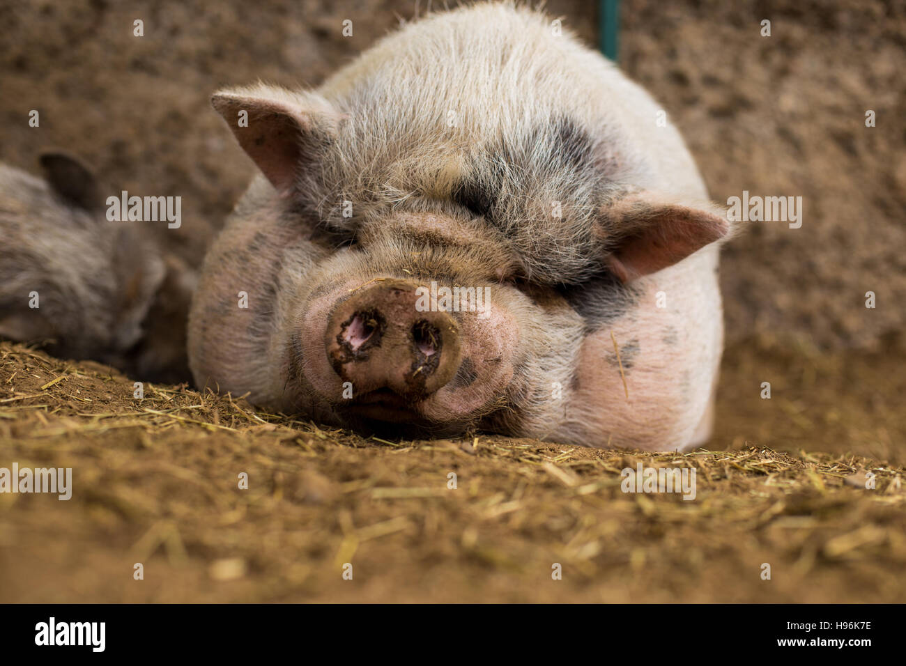 Lonely pig in farm. It is staring in camera Stock Photo - Alamy