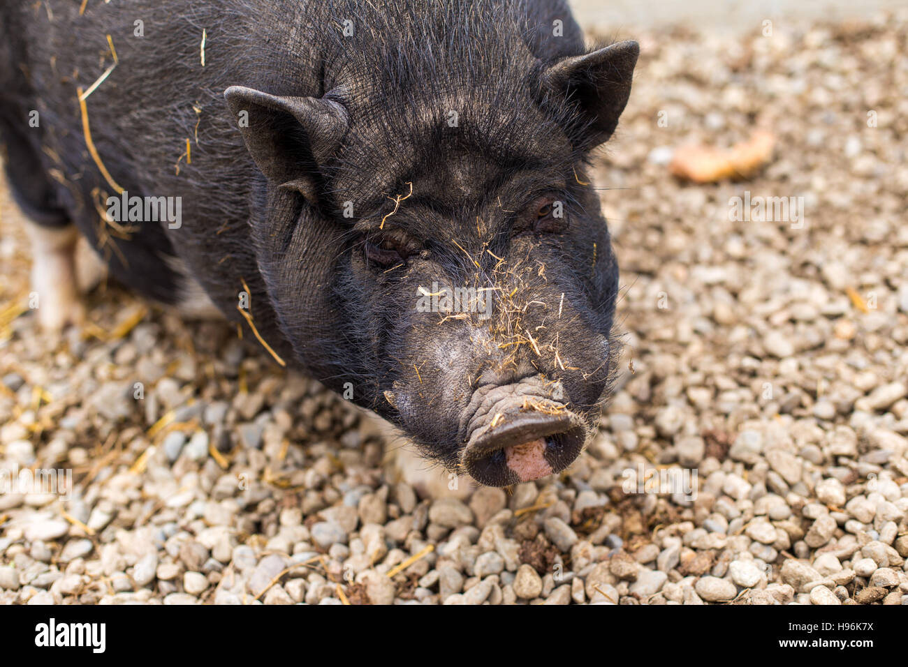 Staring animal swine hi-res stock photography and images - Alamy