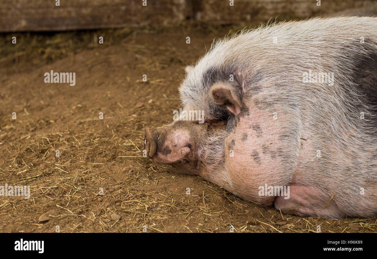 Lonely pig in farm. It is staring in camera Stock Photo - Alamy