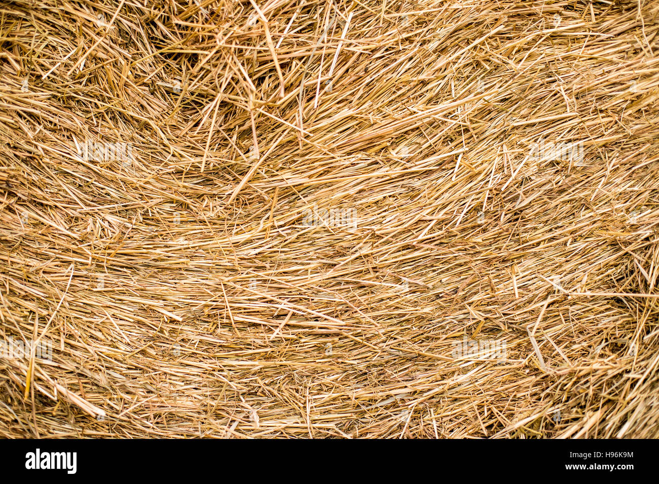 Hay bales texture background. Straw rolls Stock Photo - Alamy