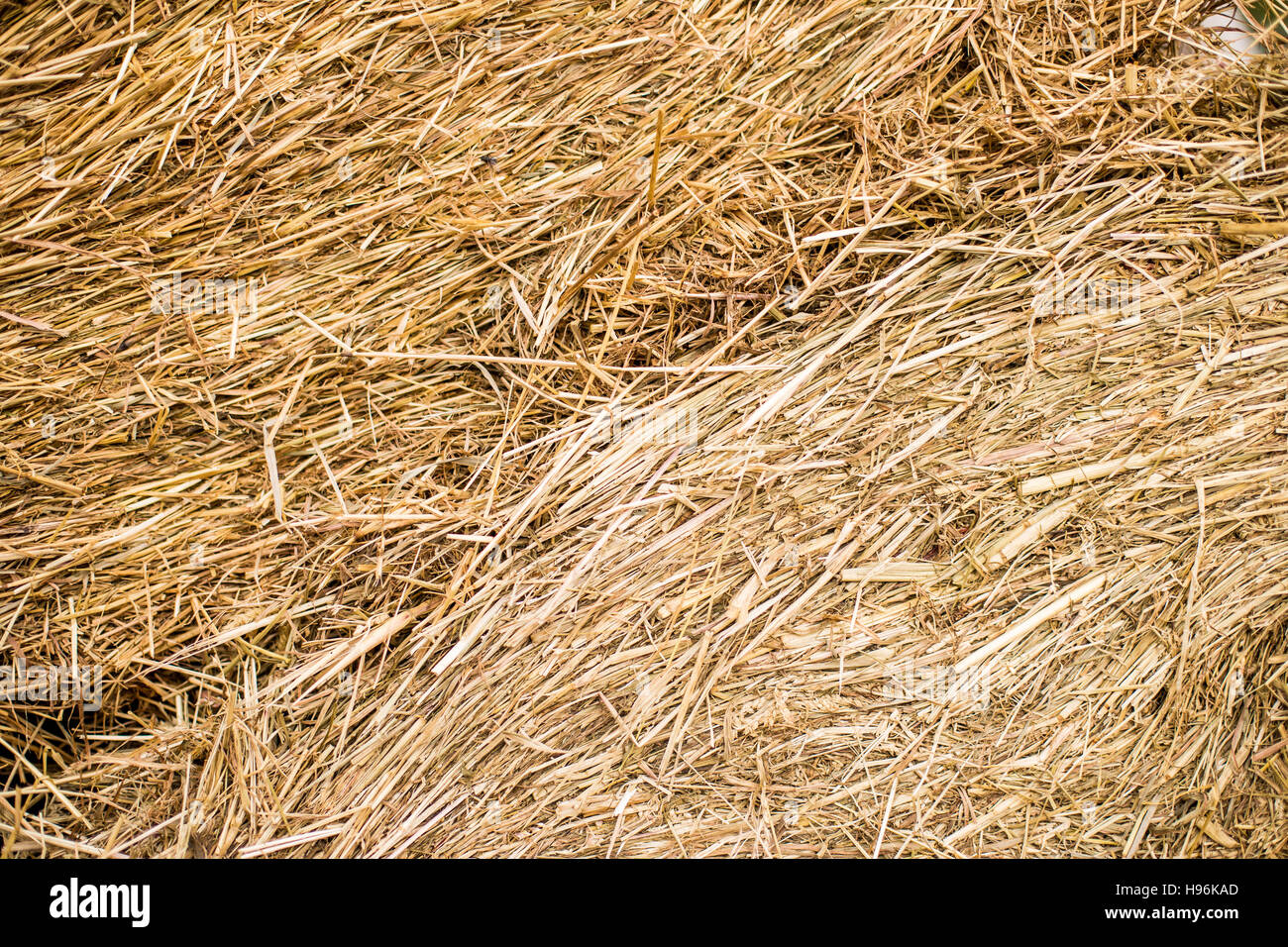 Hay bales texture background. Straw rolls Stock Photo - Alamy