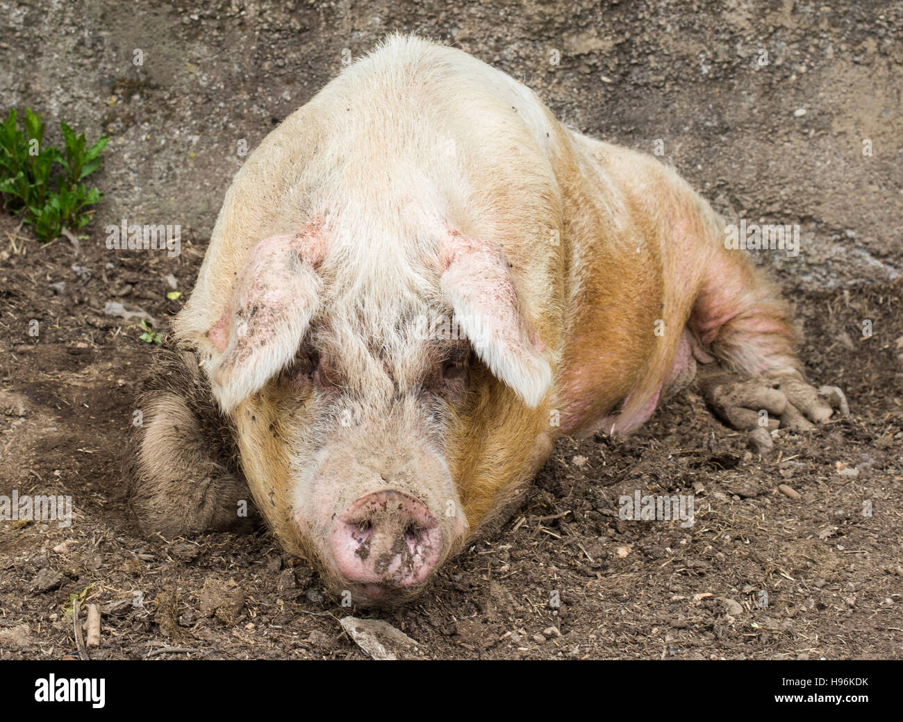 Freed Pig is staring in camera. Eye contact Stock Photo - Alamy