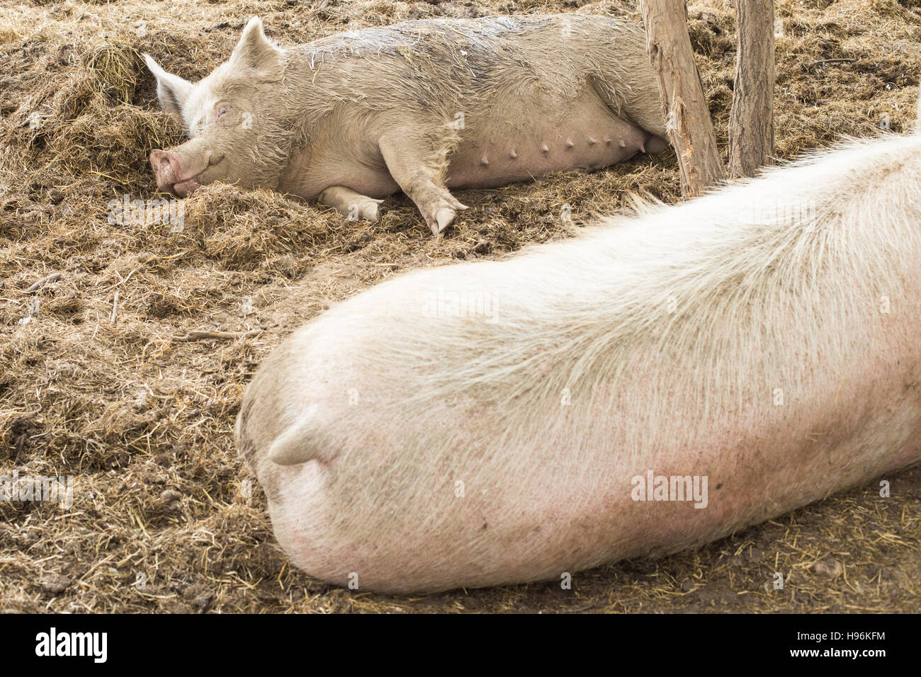 Pigs are resting on the ground in a sanctuary for freed animals Stock ...