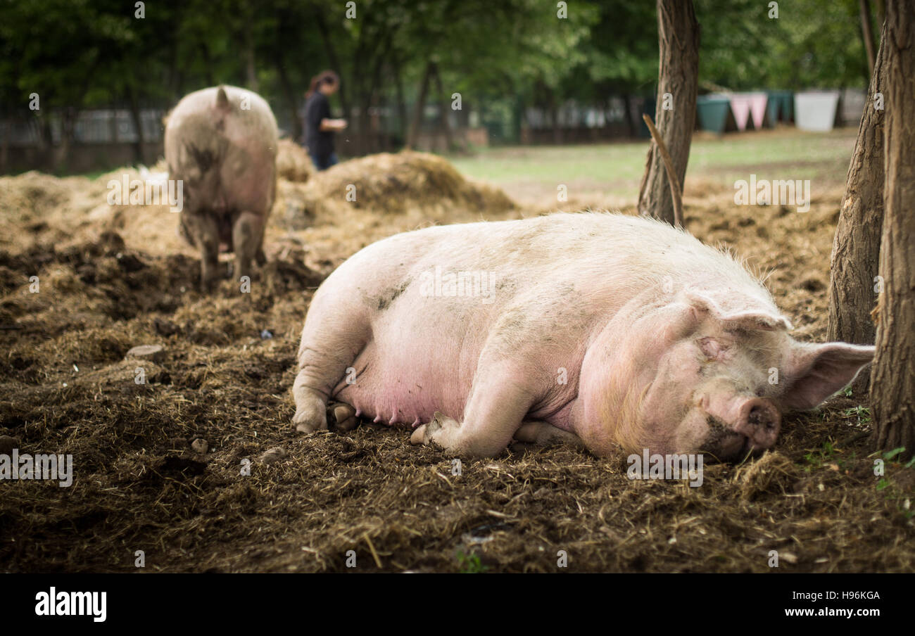 Pigs are resting on the ground in a sanctuary for freed animals Stock ...