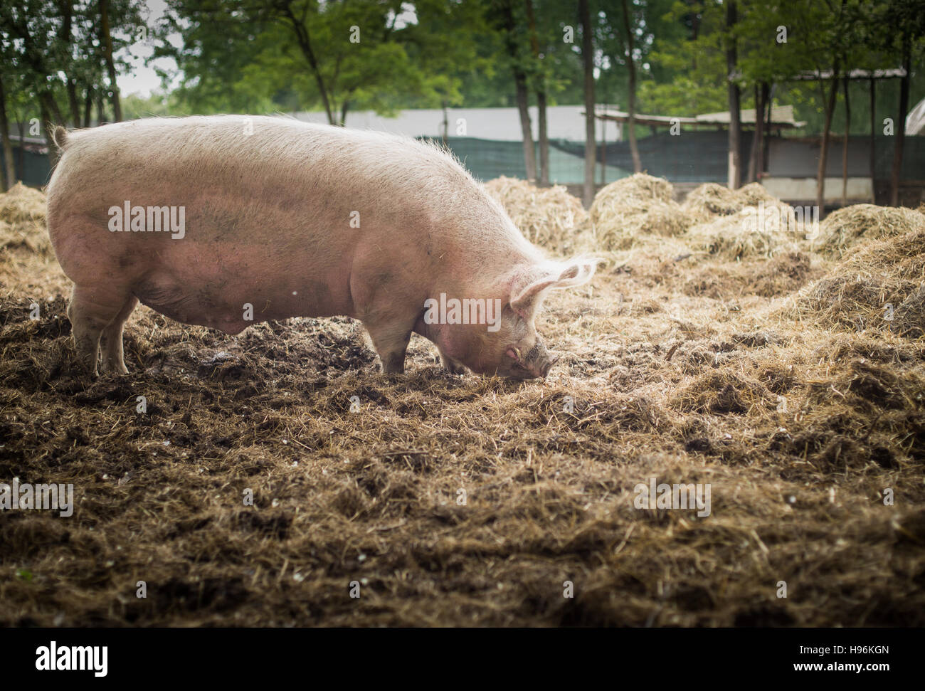 Pig is grazing on the ground in a sanctuary for freed animal Stock ...