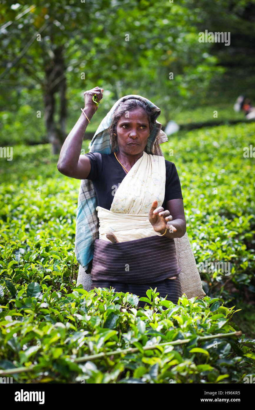 Teapicker hi-res stock photography and images - Alamy