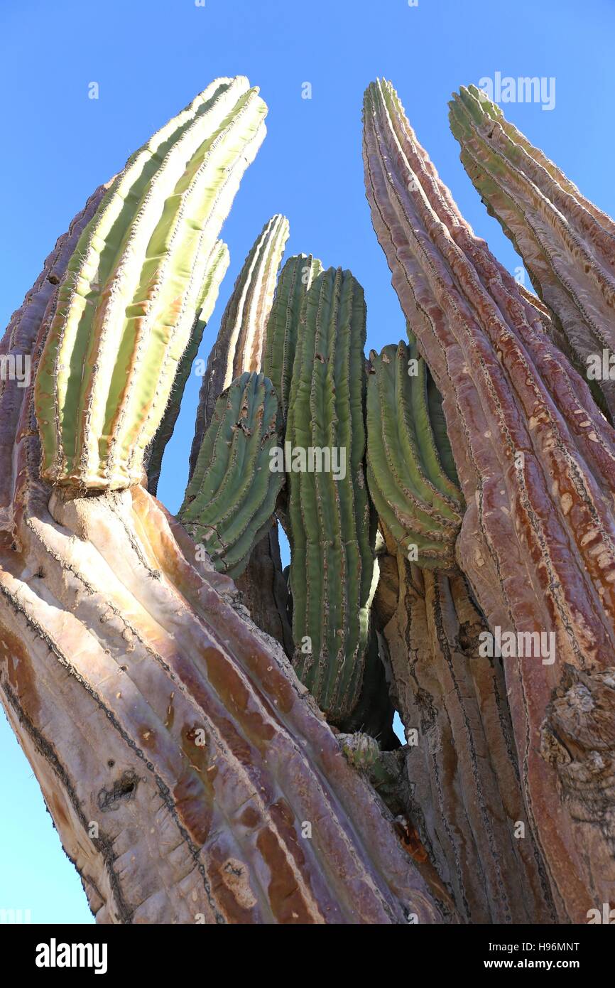 Large elephant Cardon cactus Stock Photo - Alamy