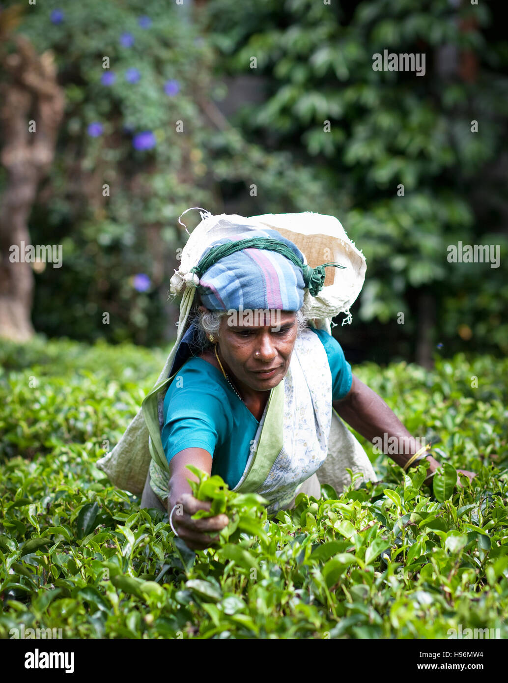 Female tea picker in tea plantation in Maskeliya, January 4, 2015 ...