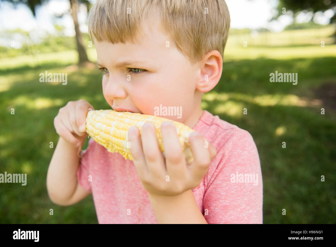 USA, Pennsylvania, Washington Crossing, Boy (4-5) eating sweet corn cob ...