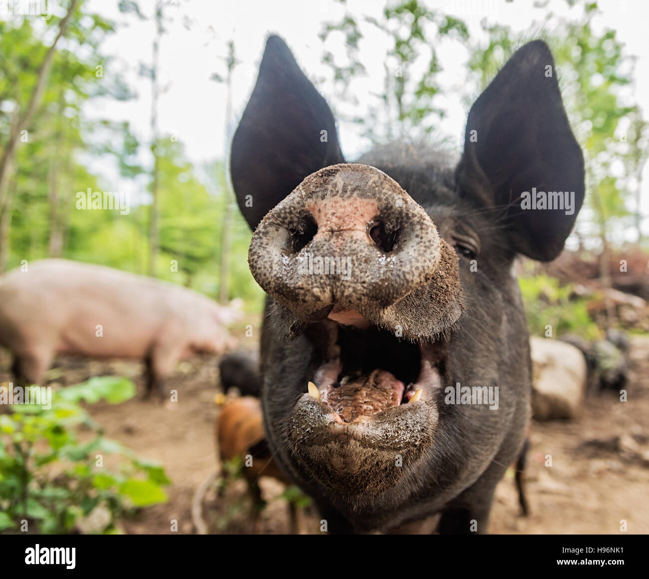 Pig open mouth hi-res stock photography and images - Alamy