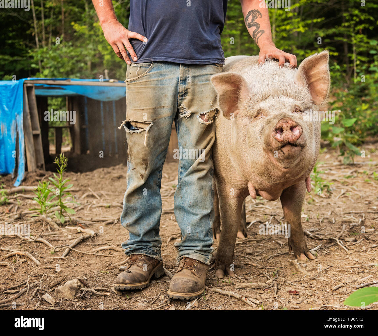 USA, Maine, Knox, Farmer stroking pig Stock Photo - Alamy