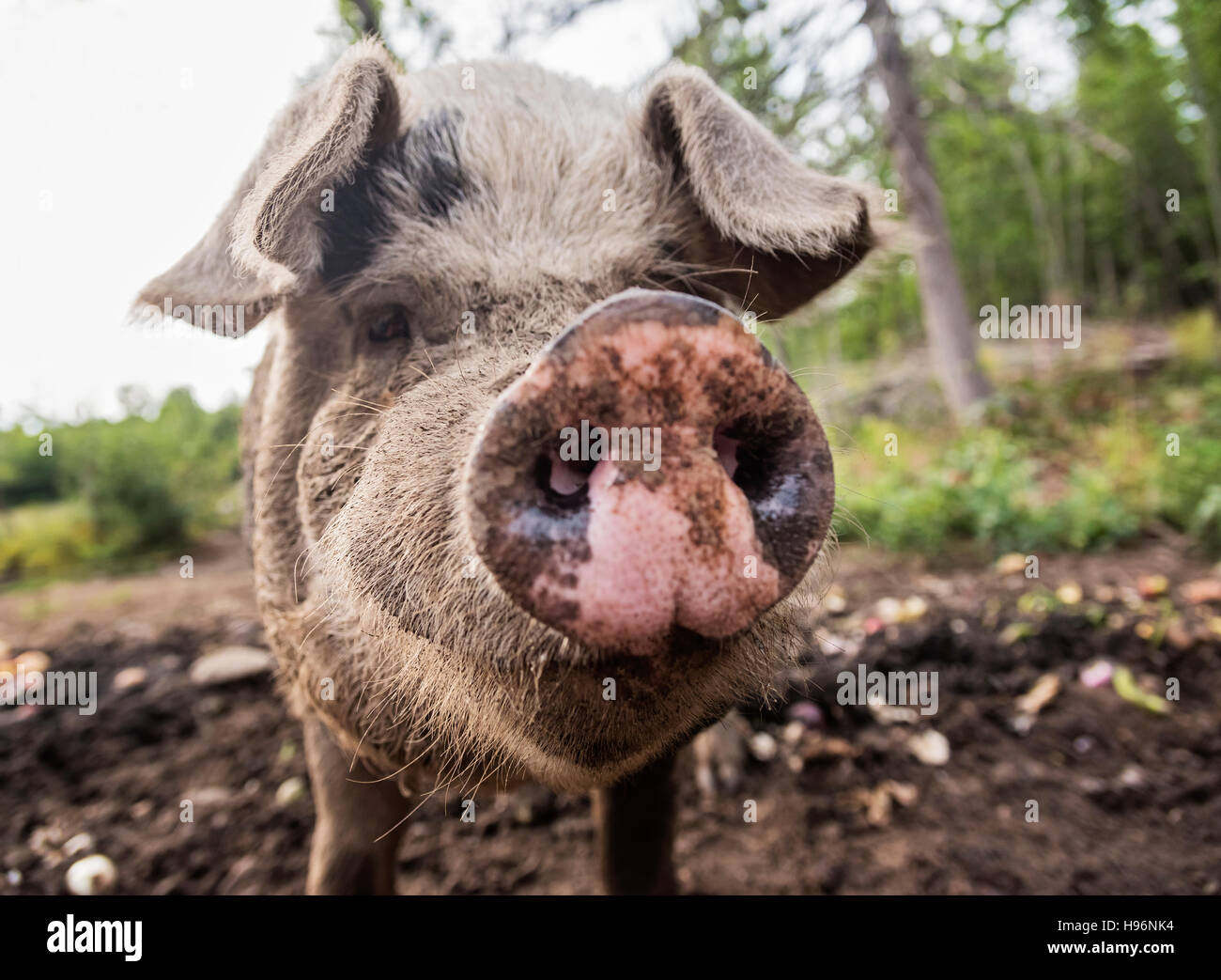 USA, Maine, Knox, Close-up view of pig looking at camera Stock Photo ...