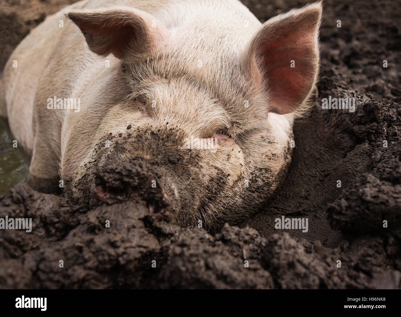 USA, Maine, Knox, Pig lying in mud Stock Photo - Alamy