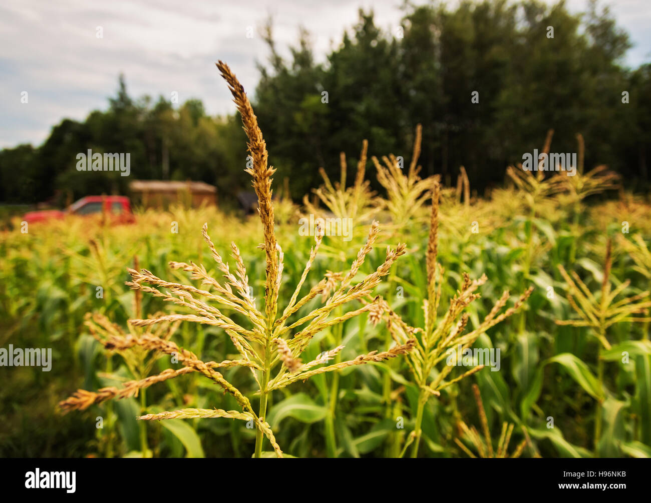 Field of growing corn hi-res stock photography and images - Alamy