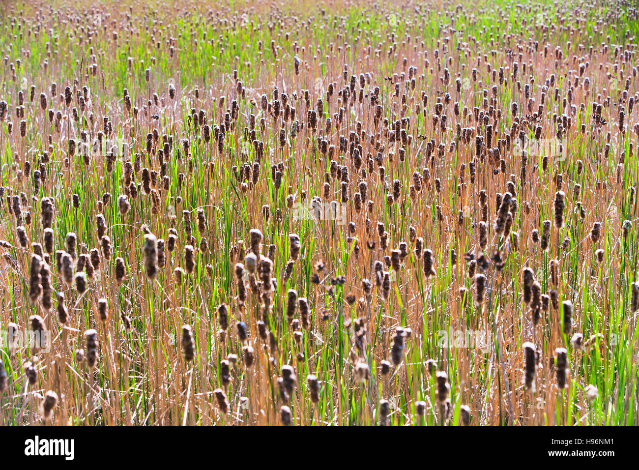 Cattails growing in sunlight Stock Photo - Alamy