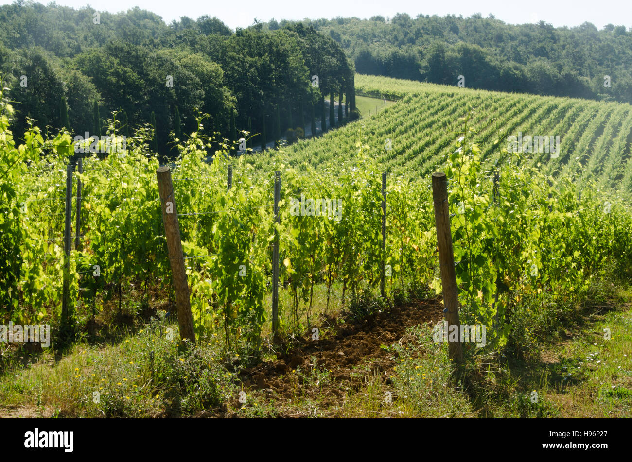 Grape bushes in vineyard hi-res stock photography and images - Alamy