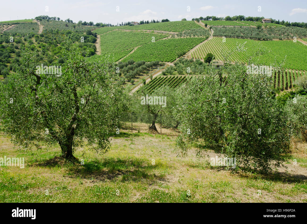 Italy, Tuscany, Pienza, Landscape with olive trees Stock Photo - Alamy