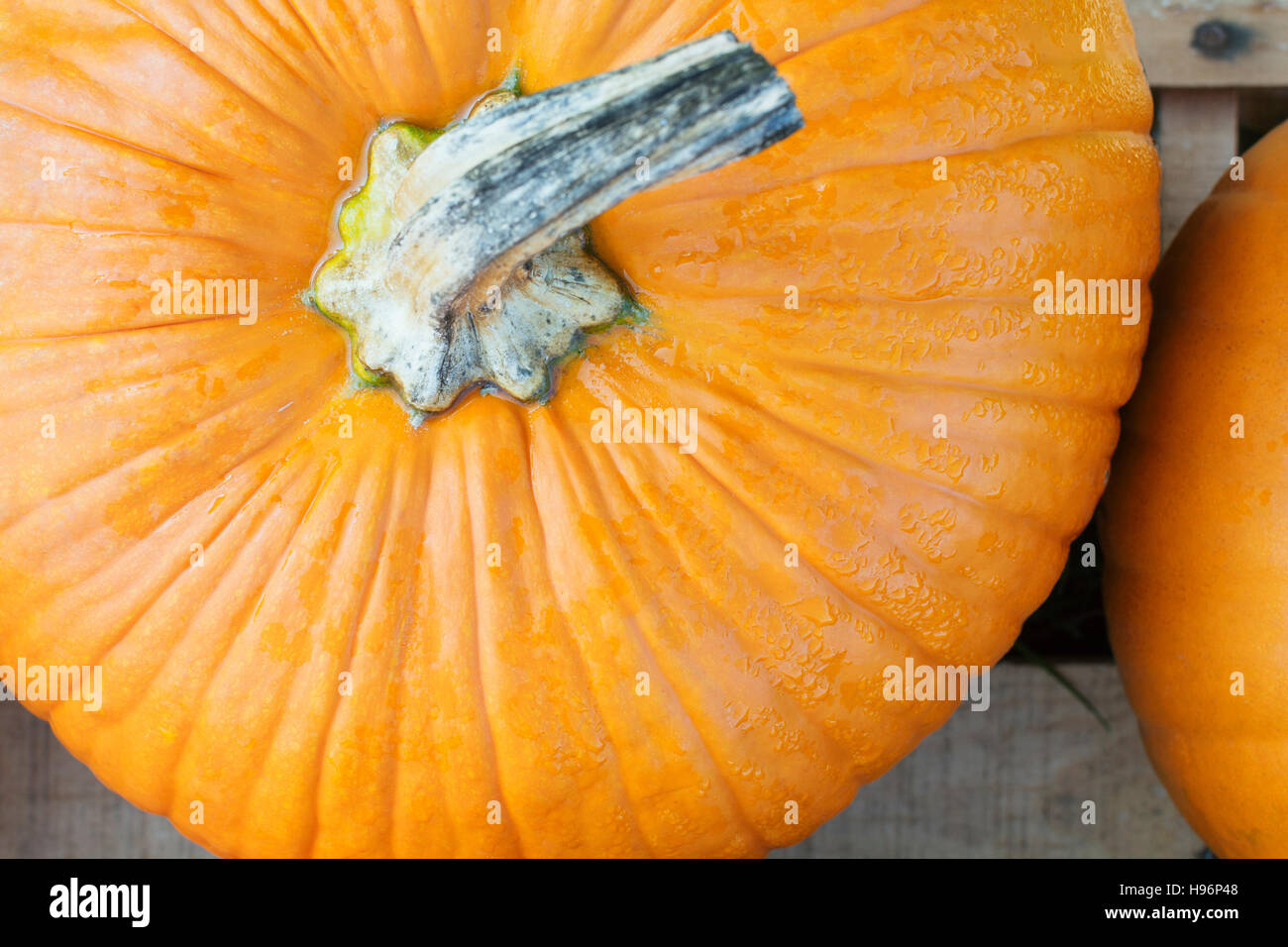 Close up of pumpkin Stock Photo - Alamy