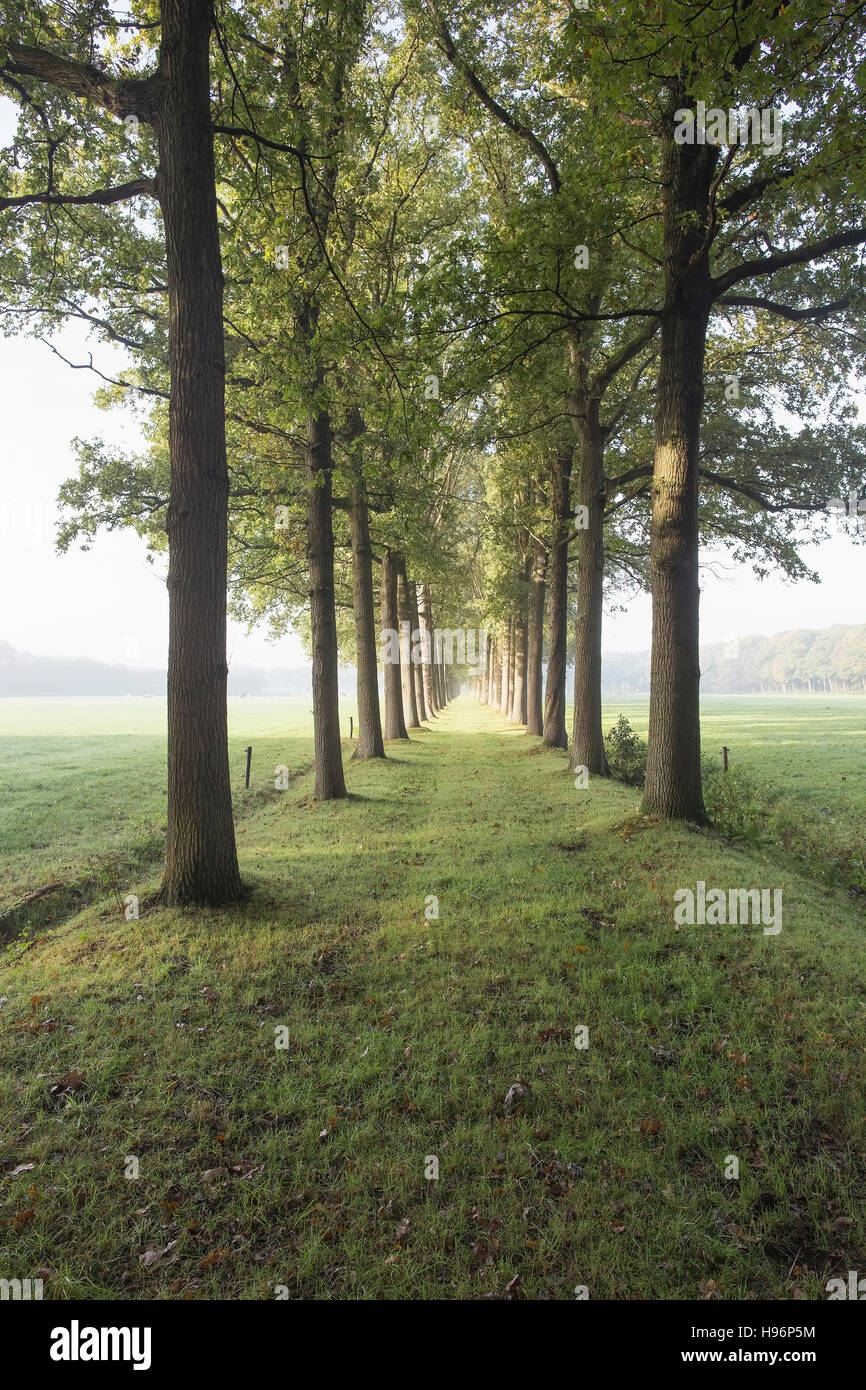 Netherlands, Green path with trees Stock Photo - Alamy