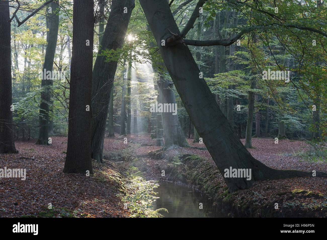 Netherlands, Forest with narrow stream Stock Photo - Alamy