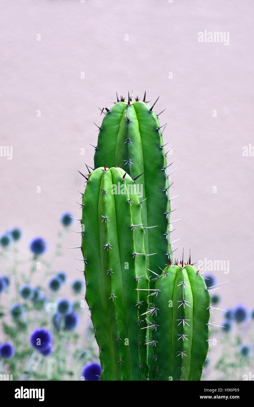 Cactus growing in garden Stock Photo - Alamy