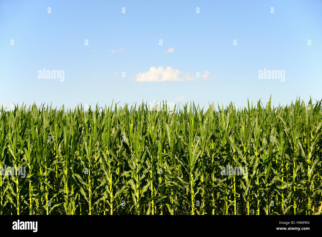 Nebraska corn field hi-res stock photography and images - Alamy