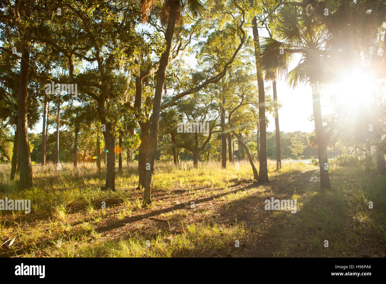 Trees with bright sun in background Stock Photo - Alamy