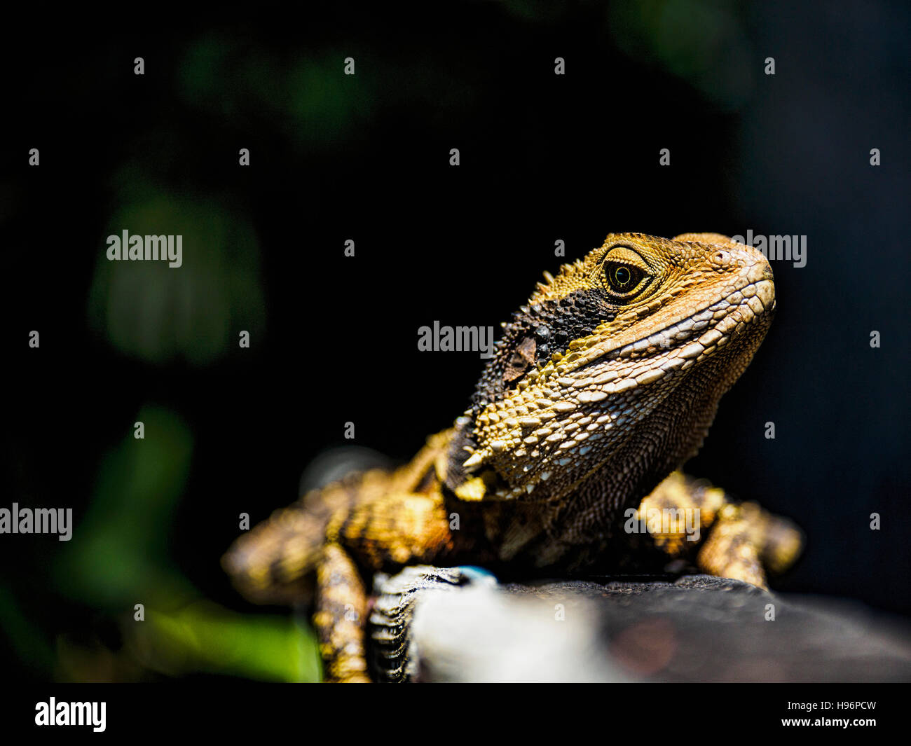Australia, New South Wales, Port Macquarie, Portrait of lizard Stock ...